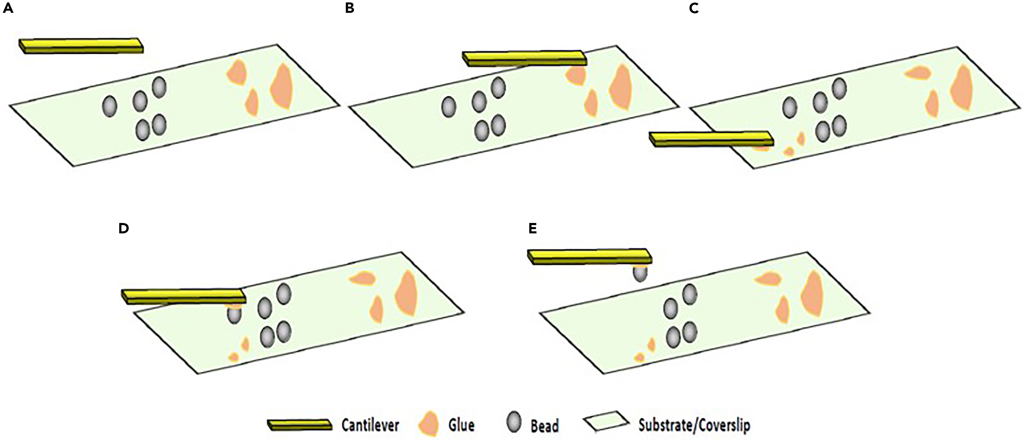 Cell Press: STAR Protocols