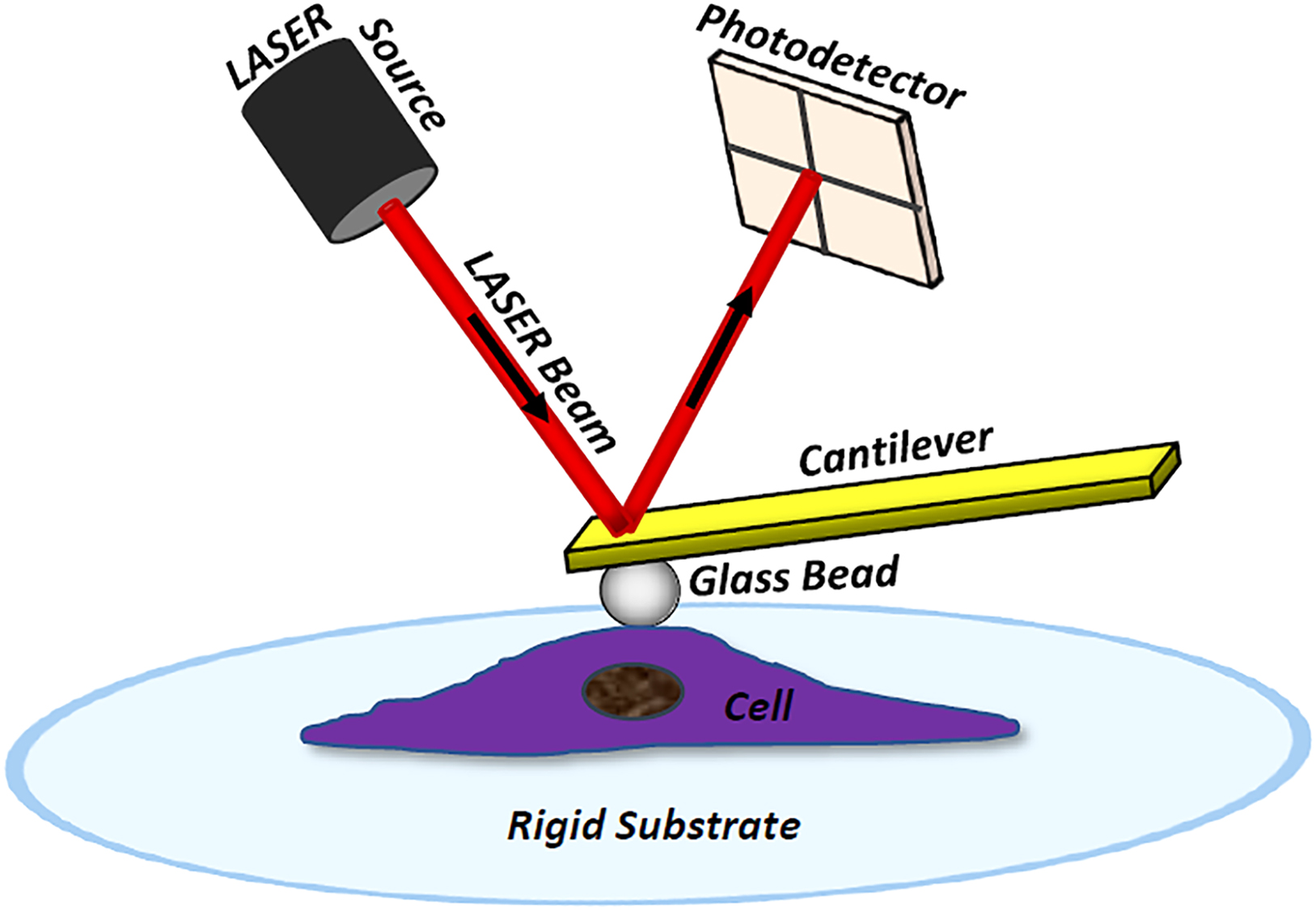 Cell Press: STAR Protocols