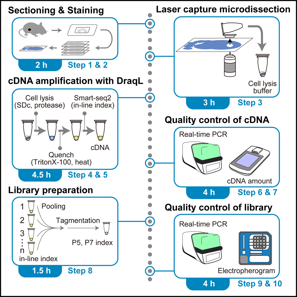 Cell Press: STAR Protocols