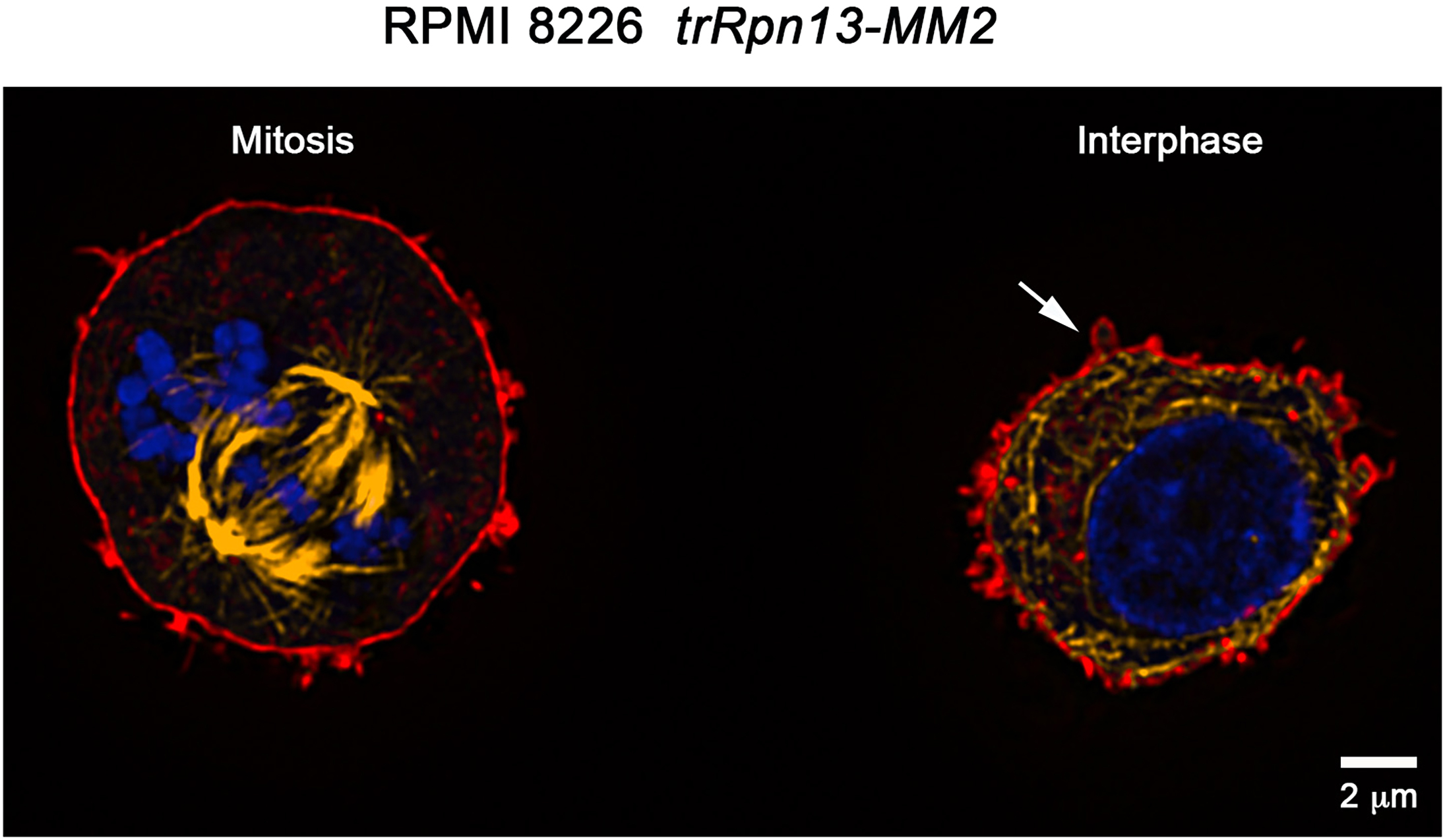 Cell Press: STAR Protocols