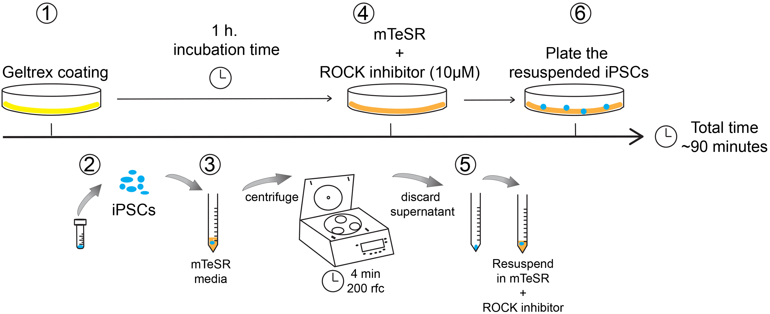 Cell Press: STAR Protocols