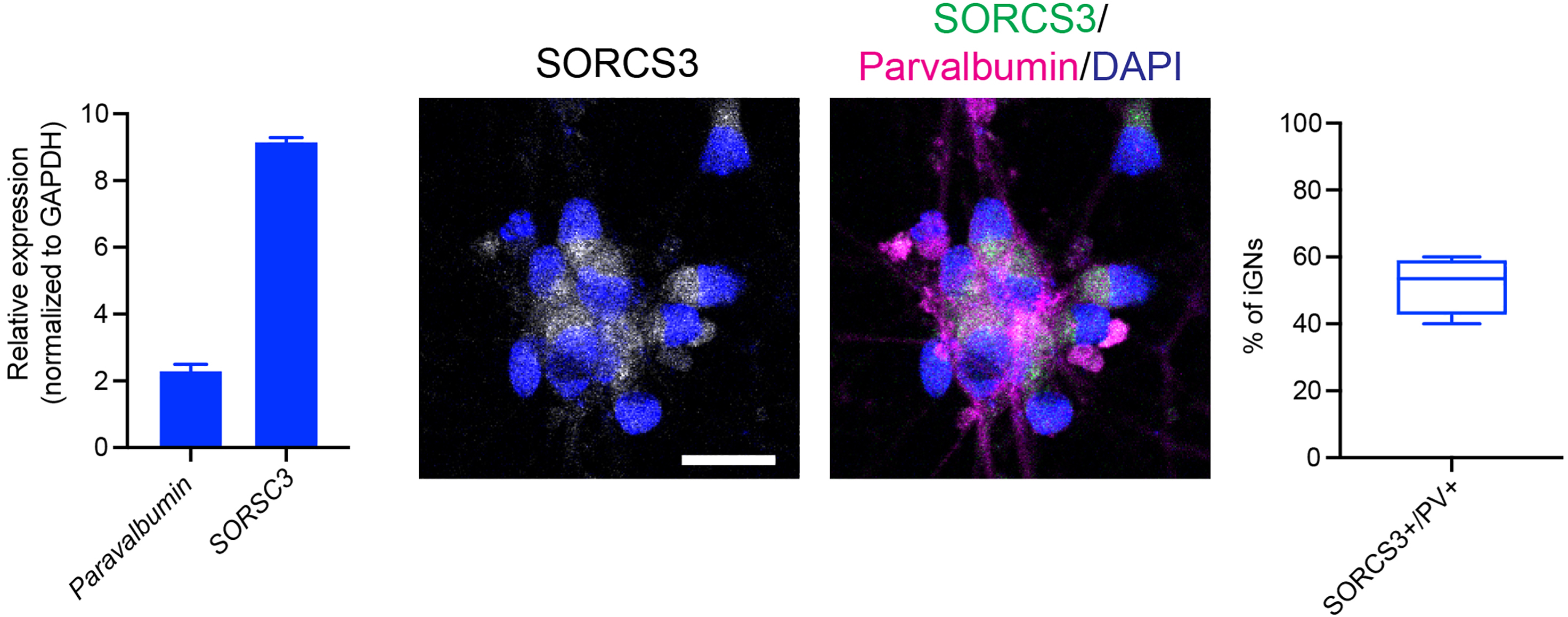 Cell Press: STAR Protocols