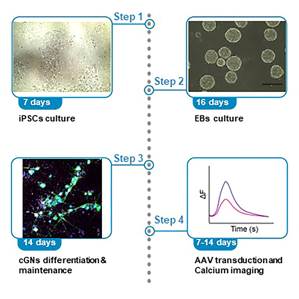 Cell Press: STAR Protocols