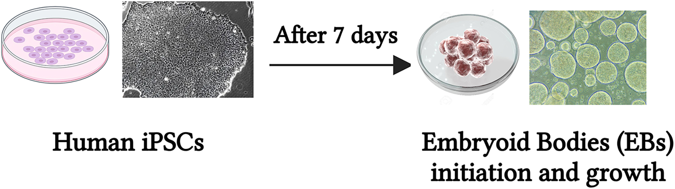 Cell Press: STAR Protocols