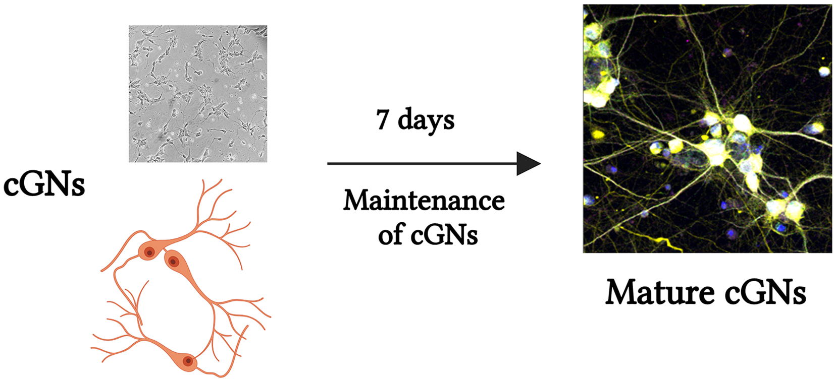 Cell Press: STAR Protocols