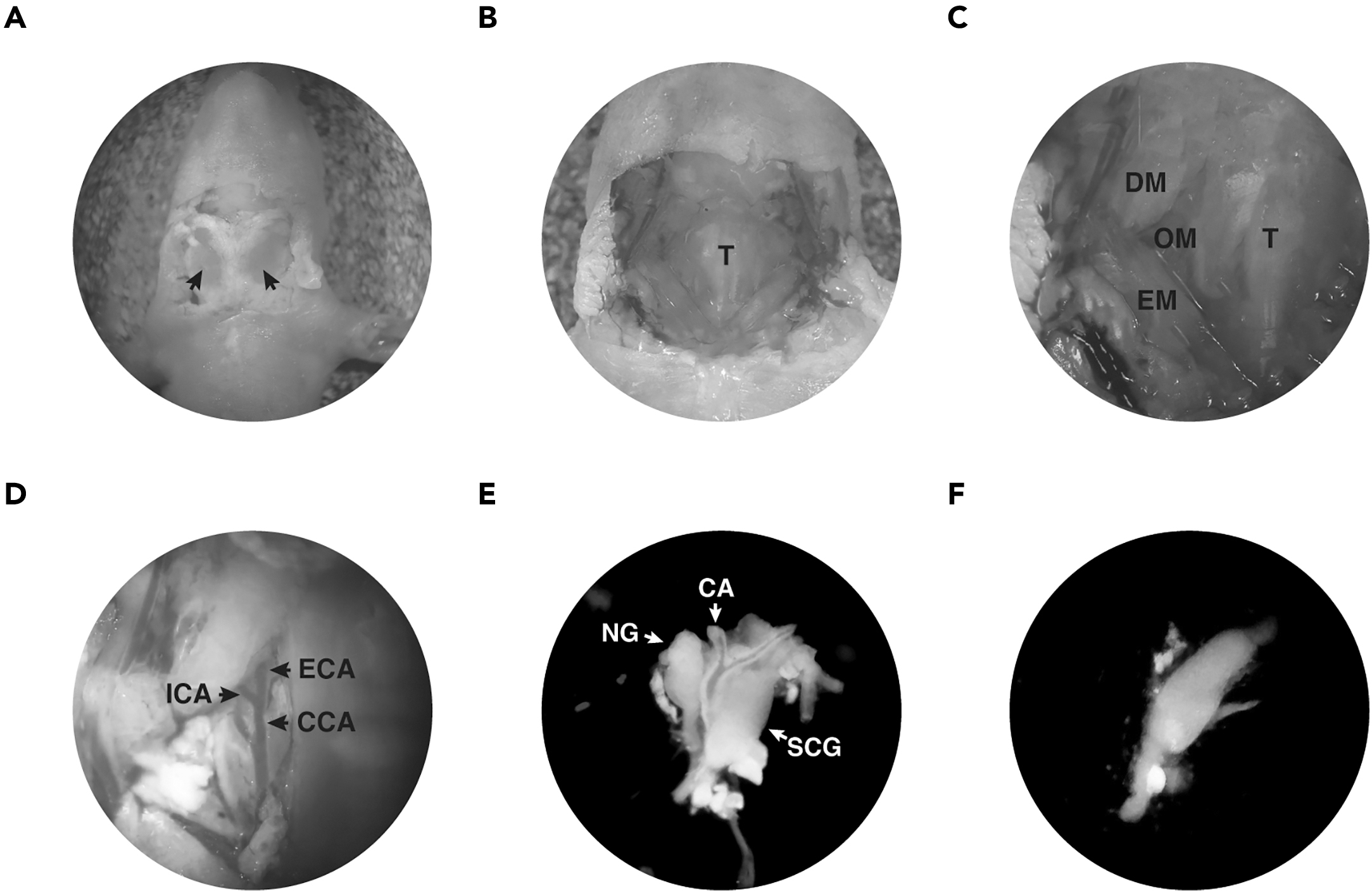 Cell Press: STAR Protocols