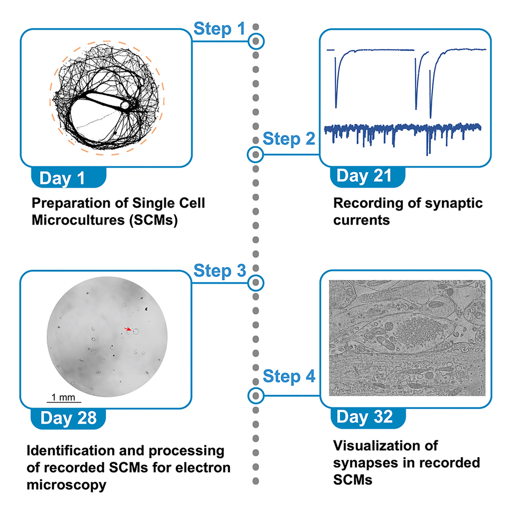 Cell Press: STAR Protocols
