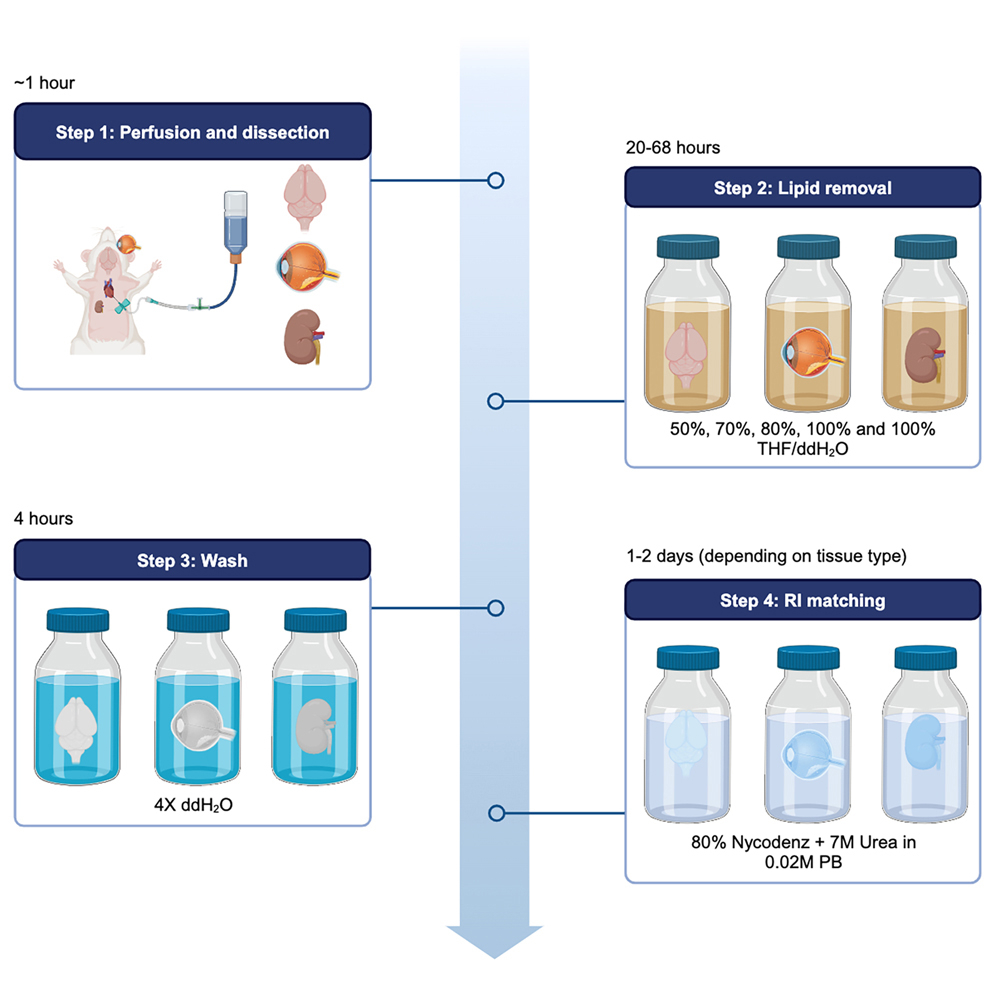 Cell Press: STAR Protocols