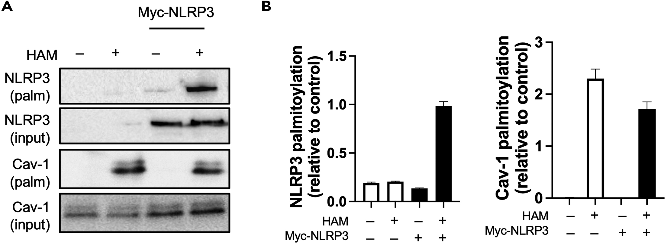 Cell Press: STAR Protocols