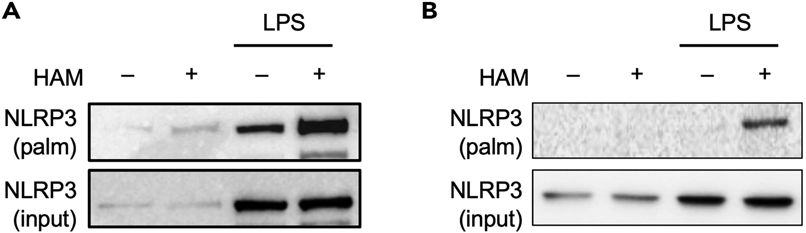 Cell Press: STAR Protocols