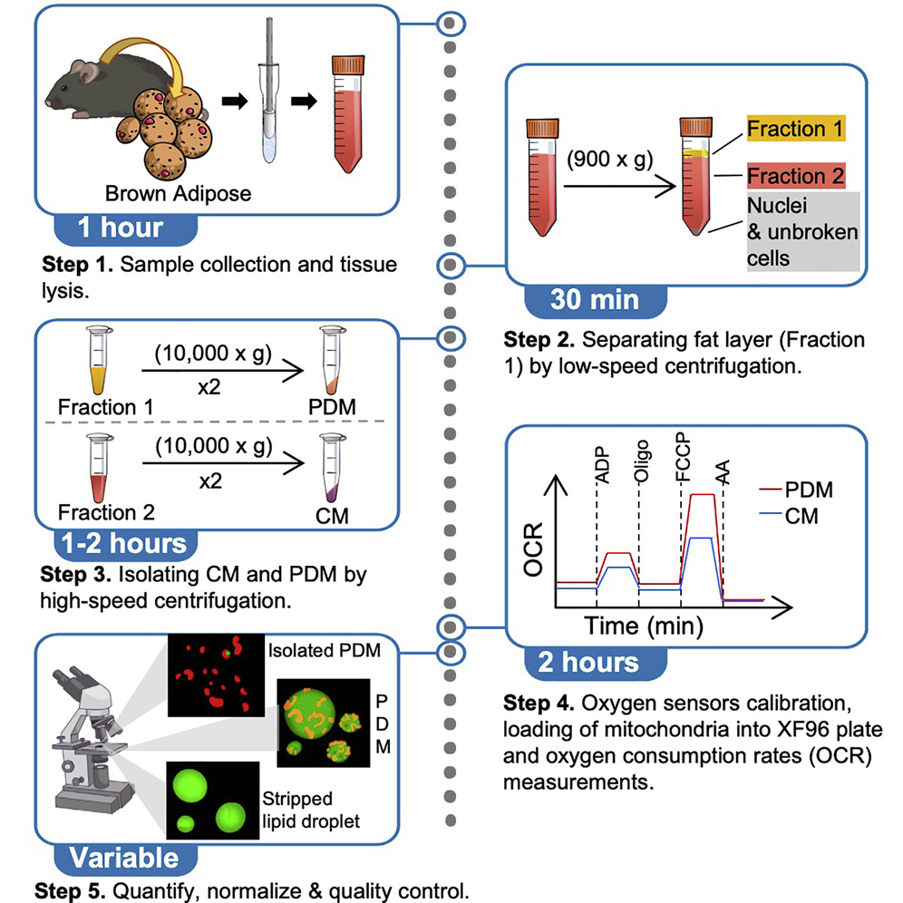 Cell Press: STAR Protocols