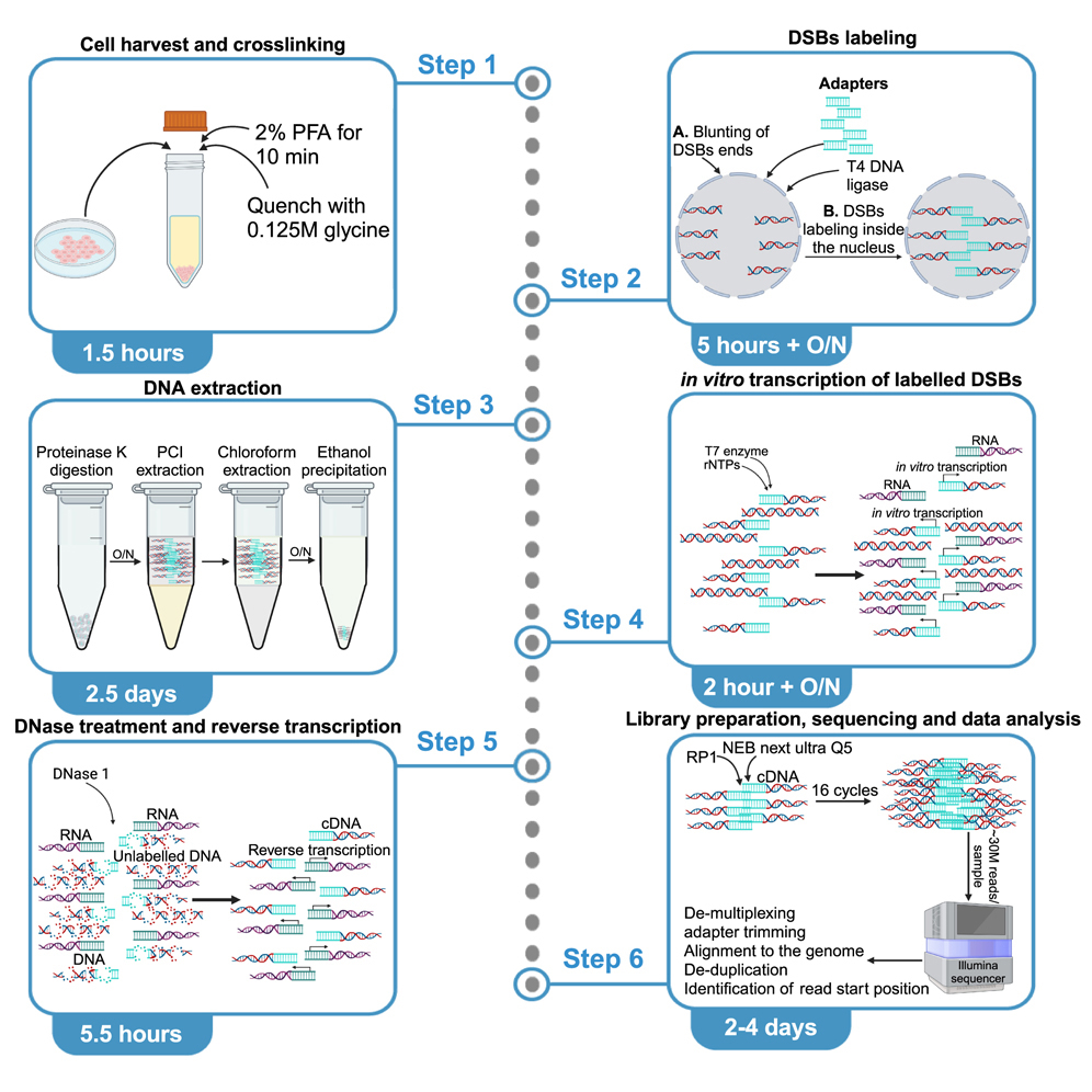 Cell Press: STAR Protocols