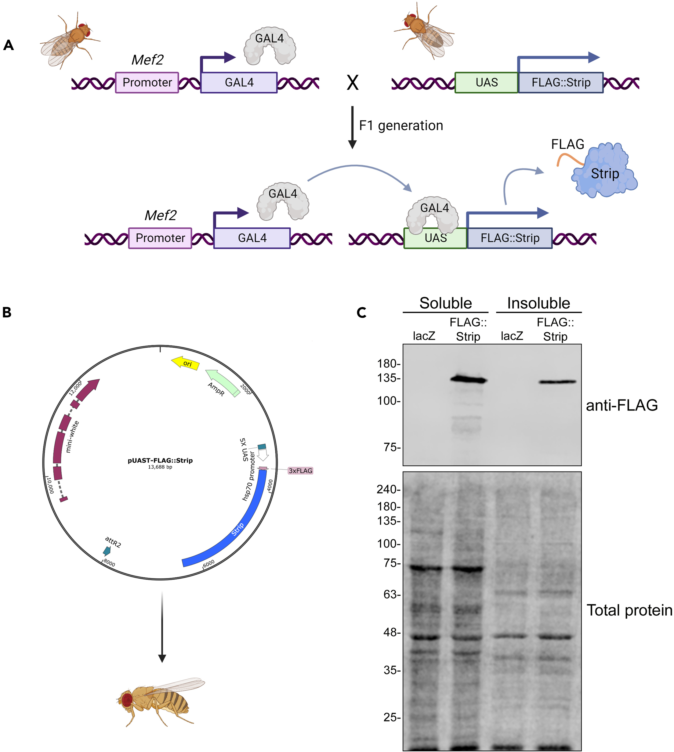 Cell Press Star Protocols