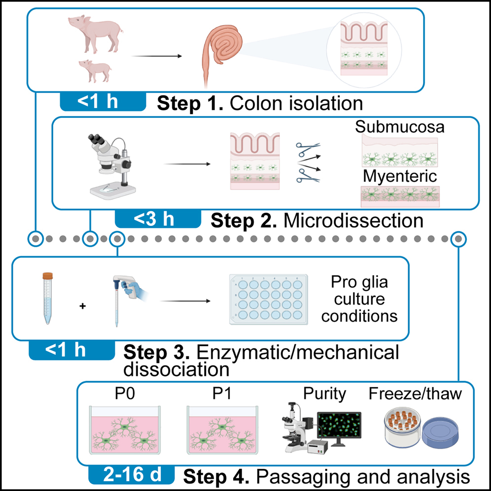 Cell Press: STAR Protocols