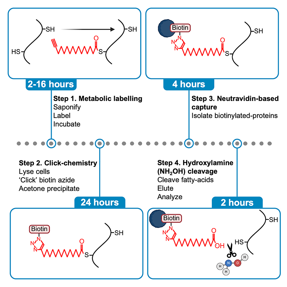 Cell Press: STAR Protocols