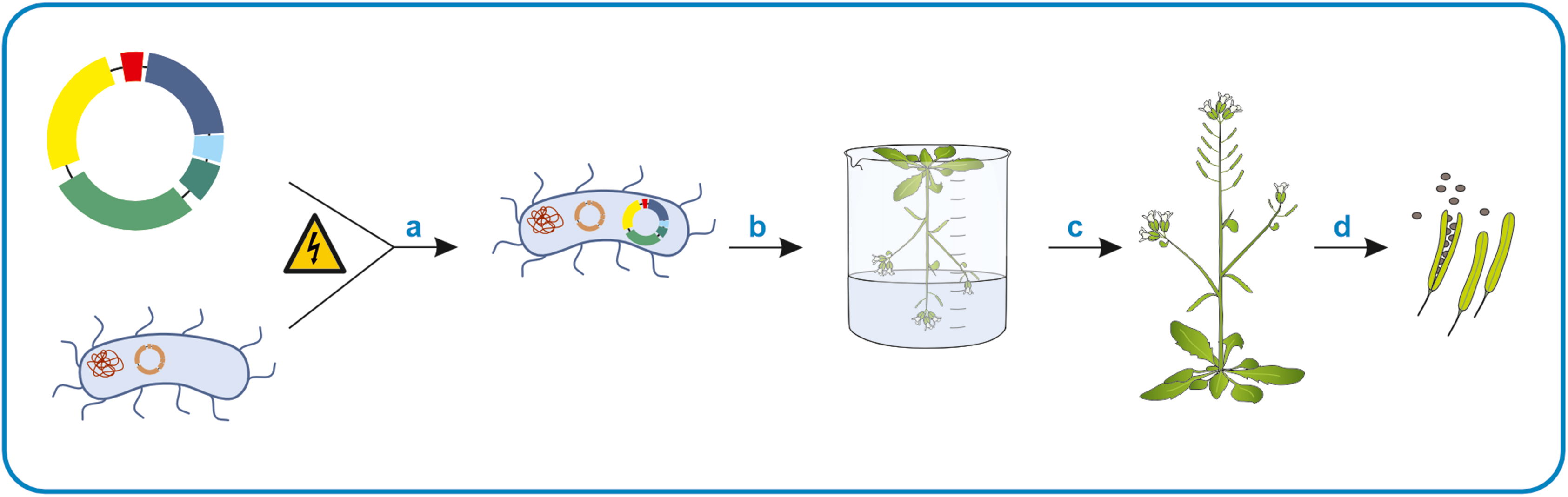 Cell Press: STAR Protocols