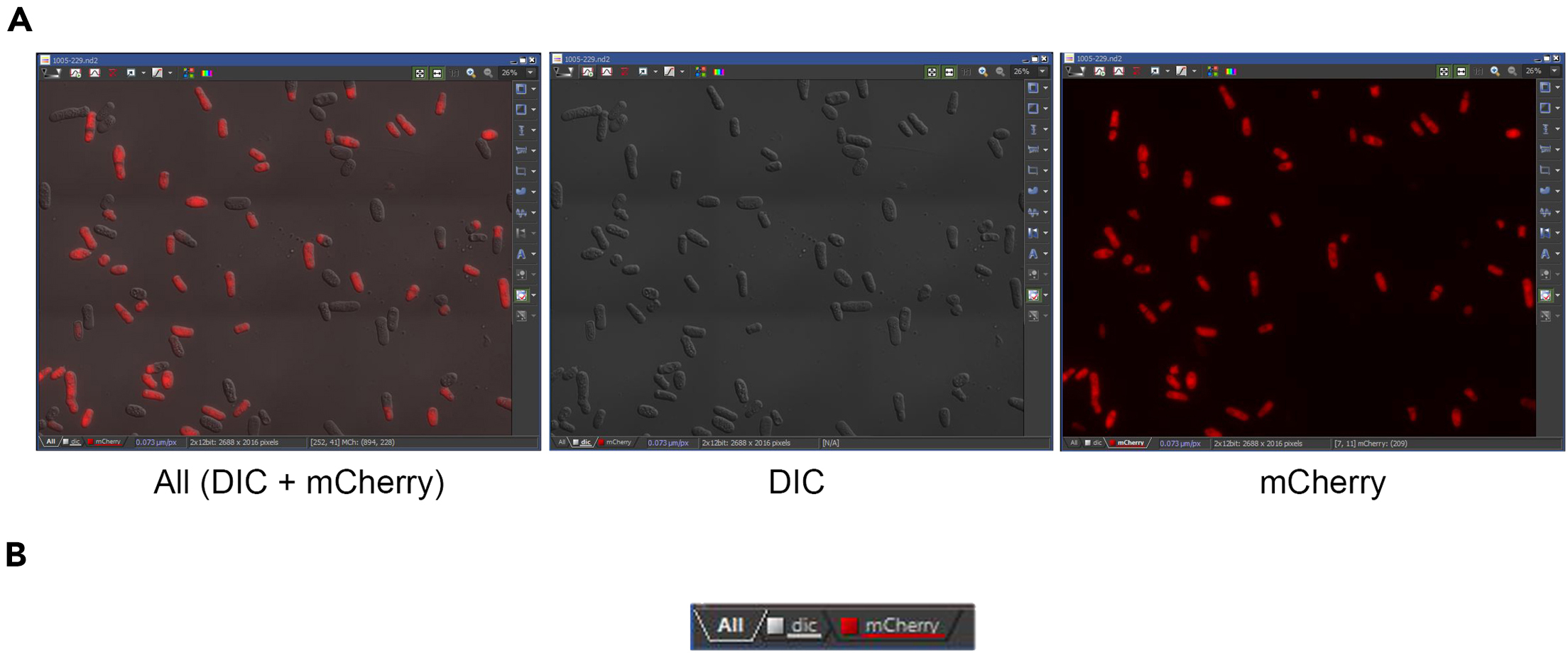 Cell Press: STAR Protocols
