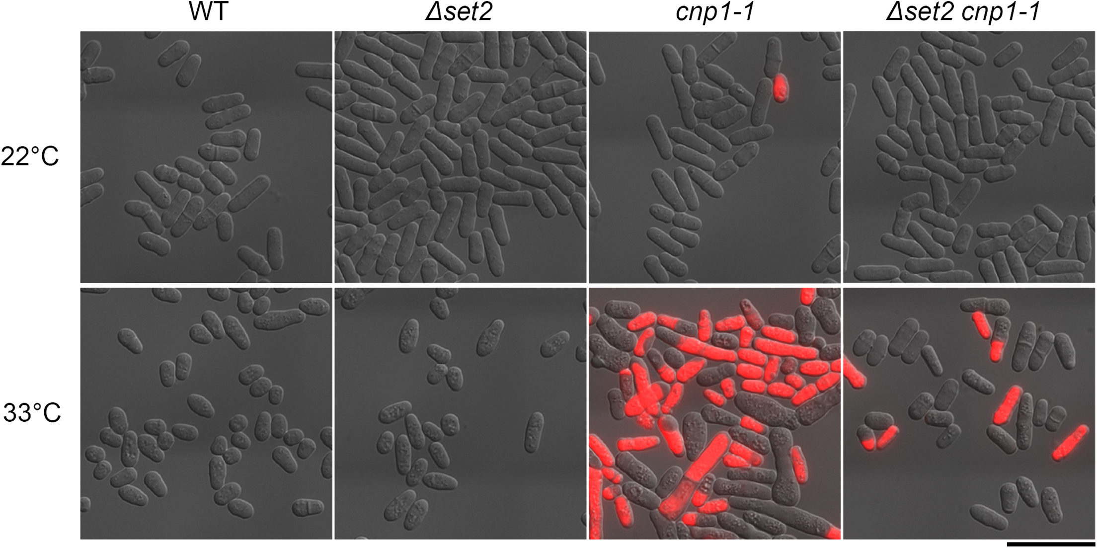 Cell Press: STAR Protocols
