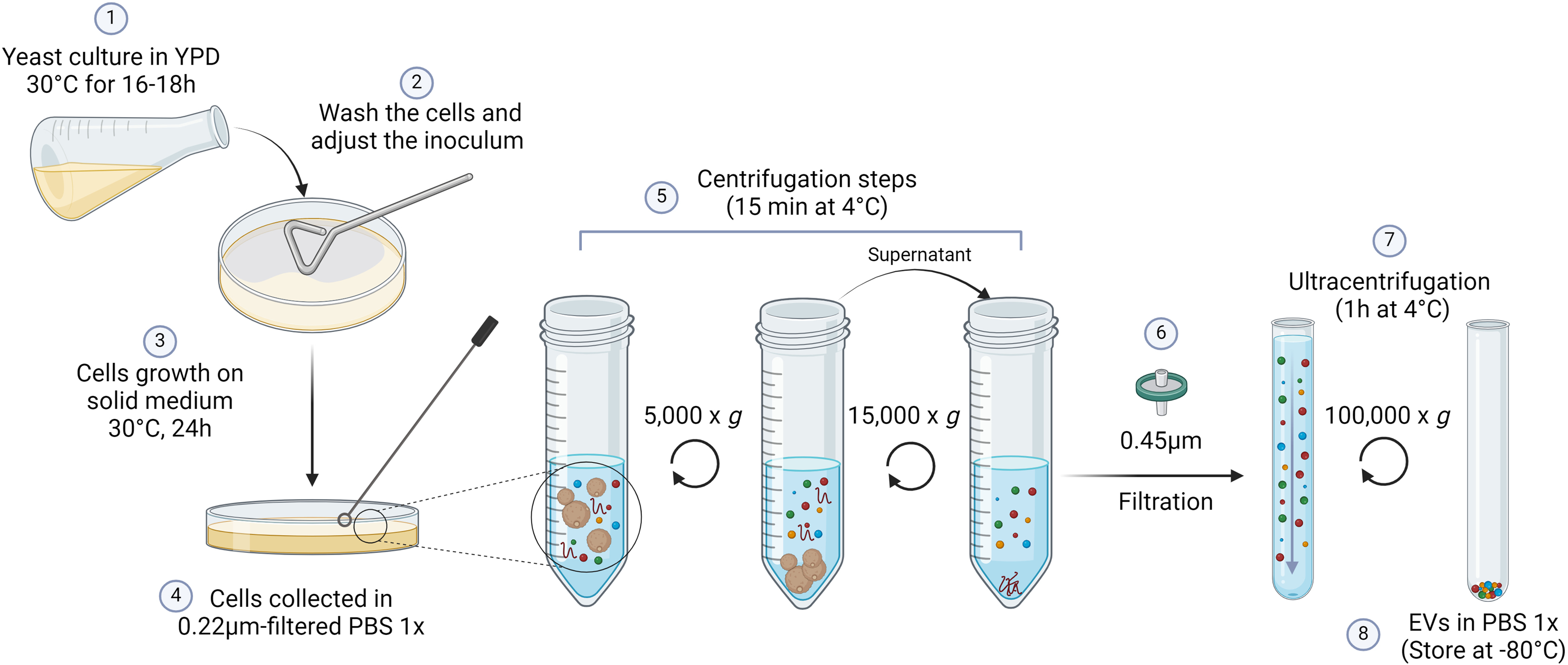 Cell Press: STAR Protocols