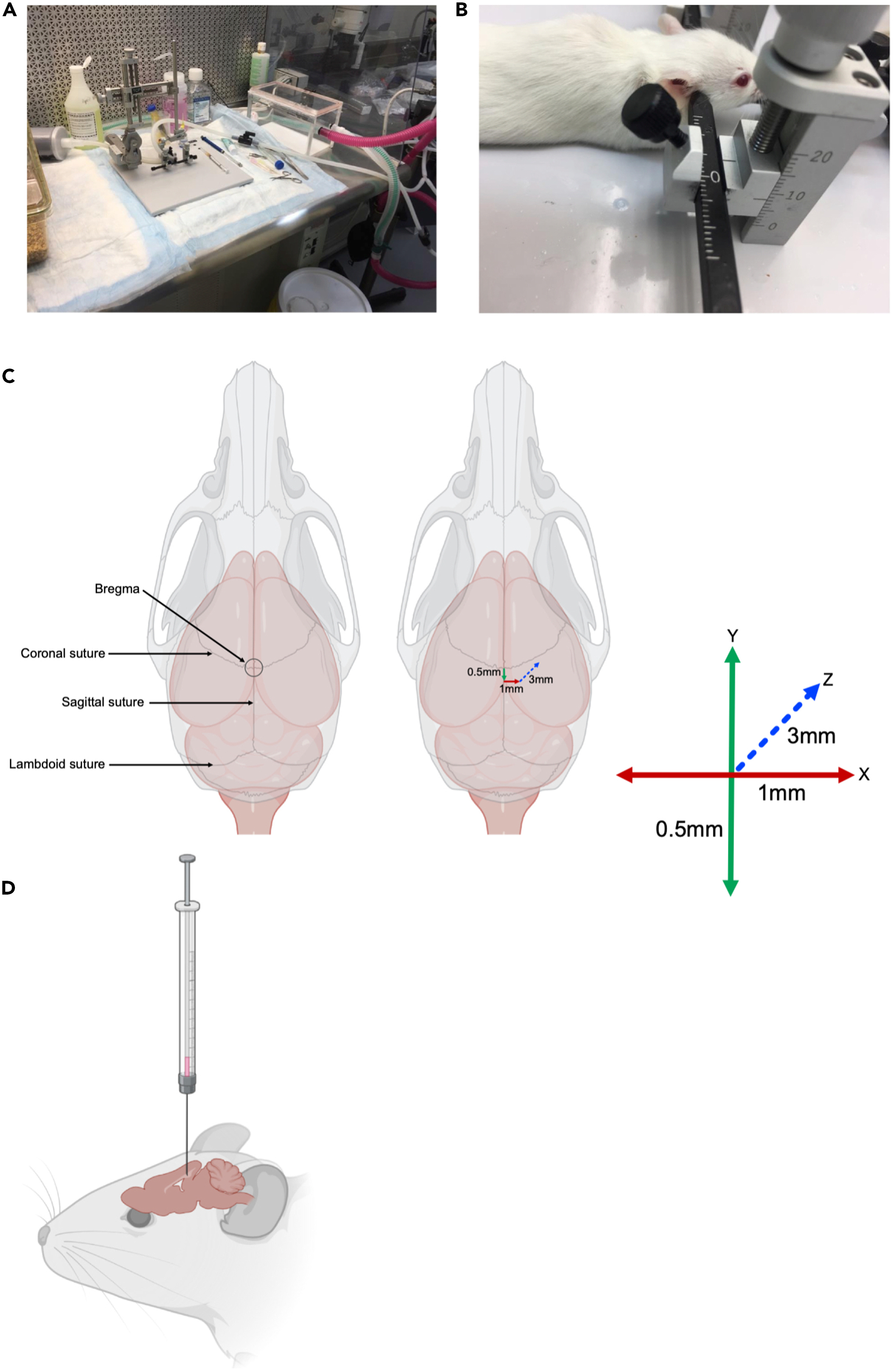 Cell Press: STAR Protocols