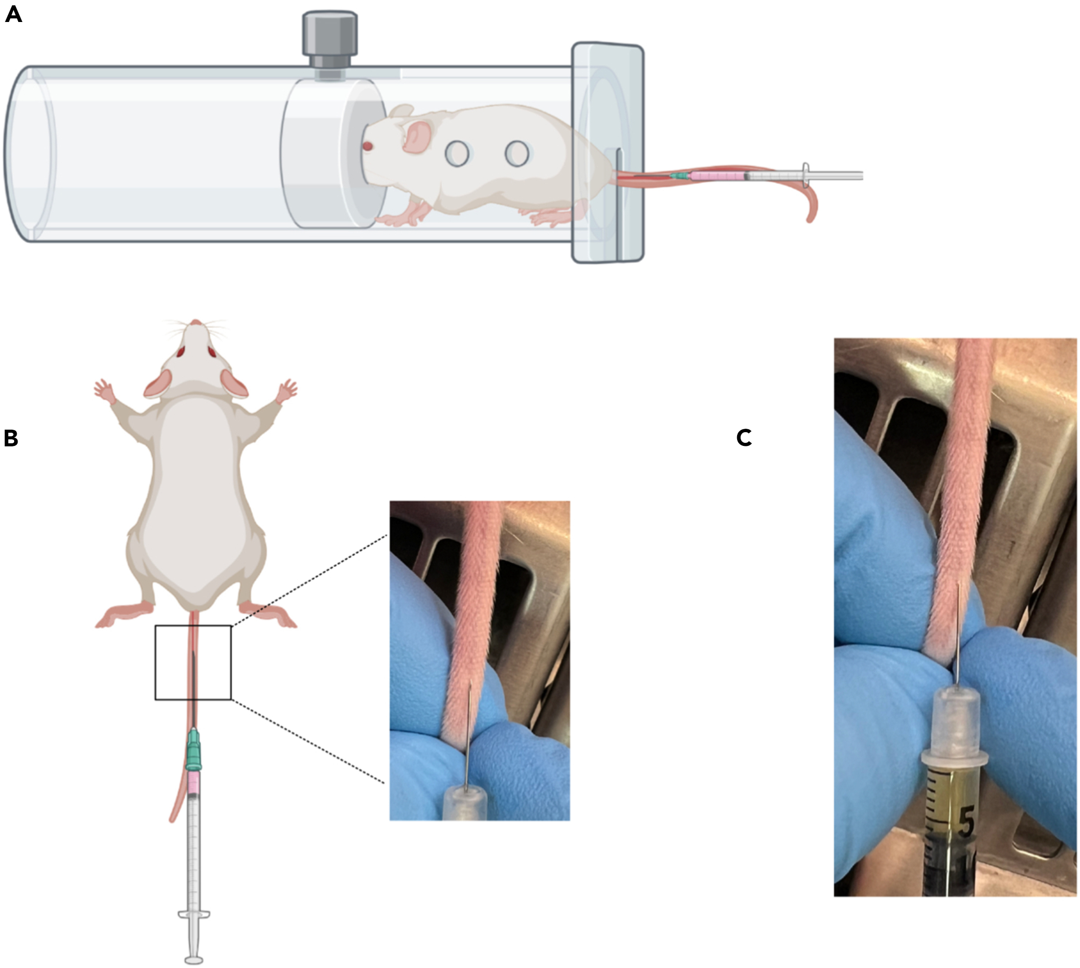 Cell Press: STAR Protocols