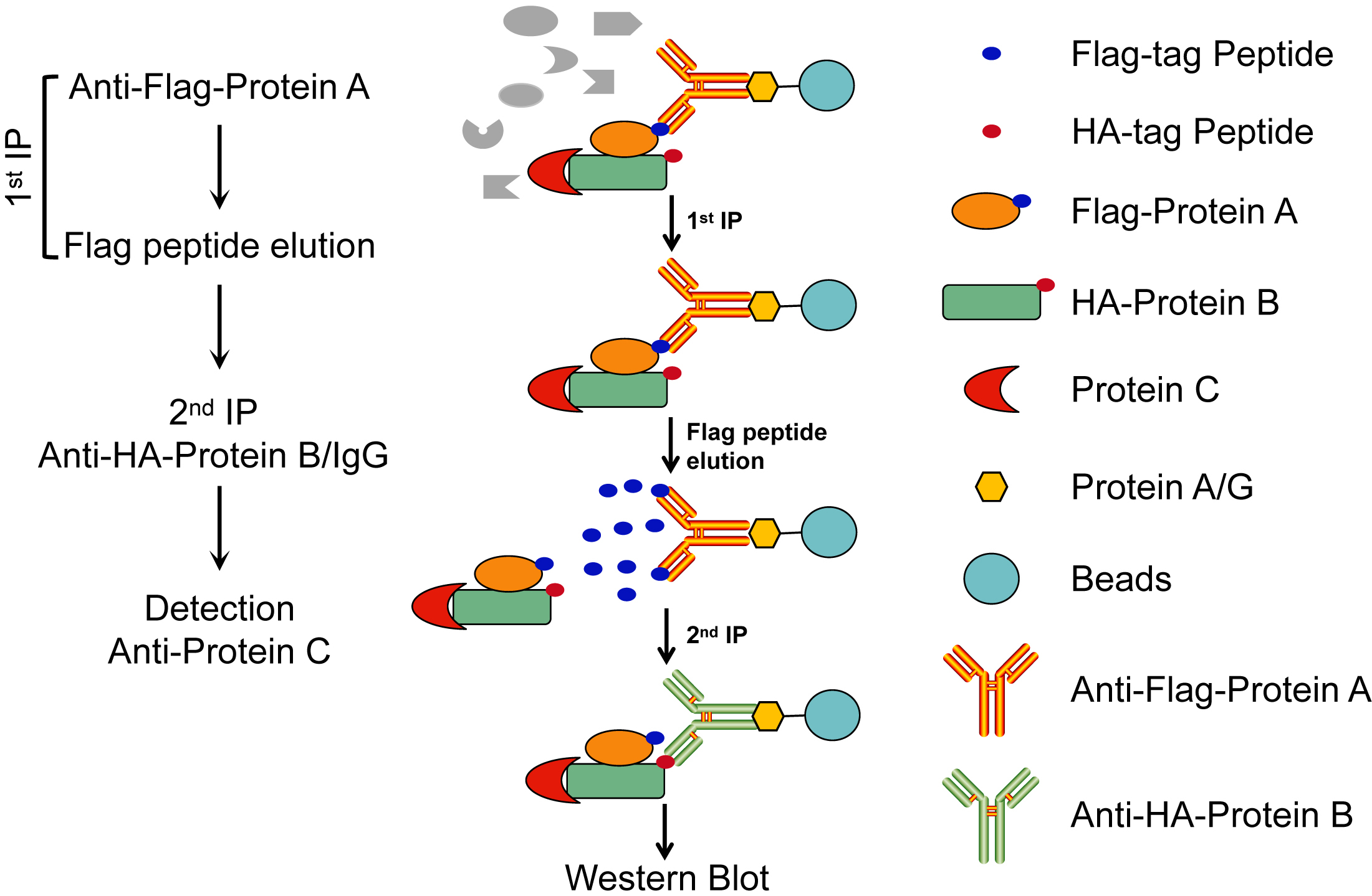 Cell Press: STAR Protocols