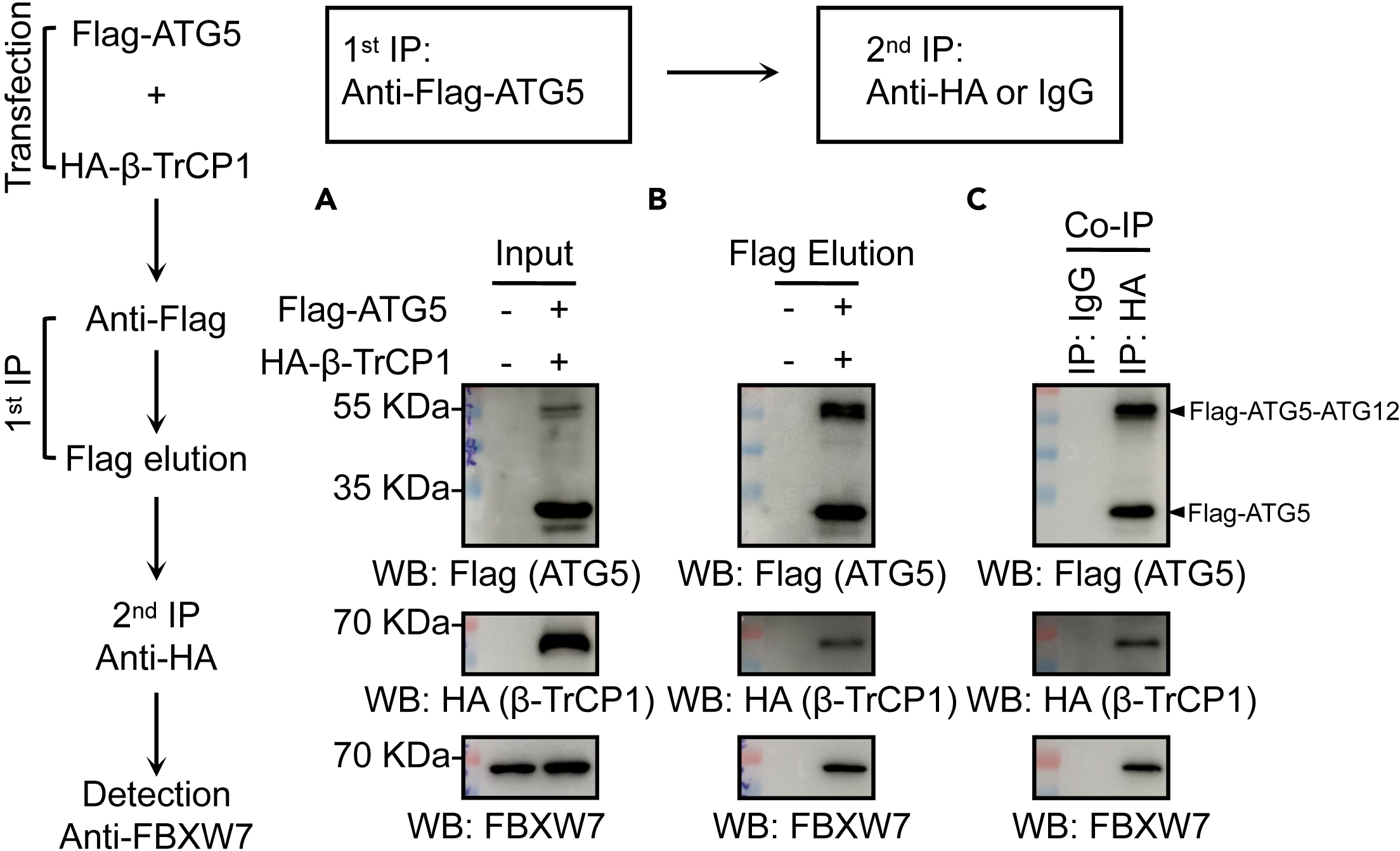 Cell Press: STAR Protocols