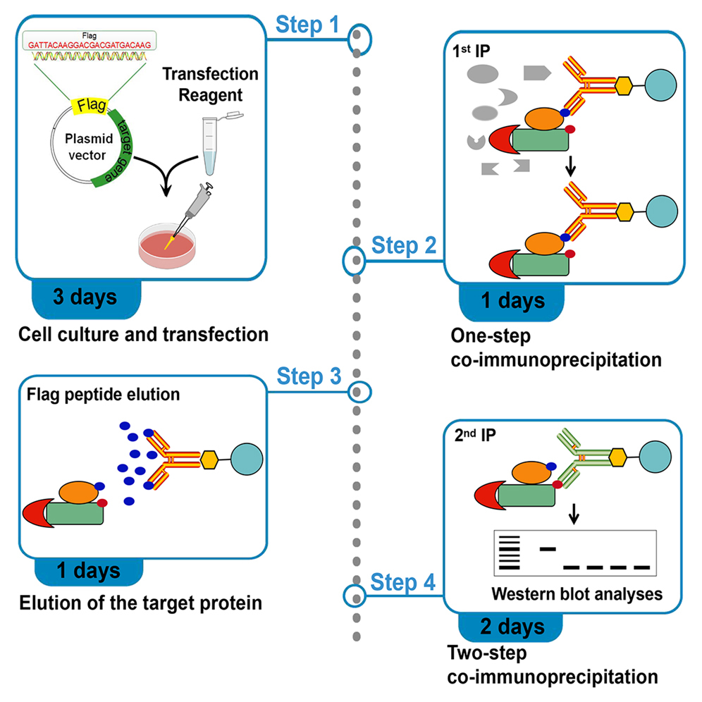 Cell Press: STAR Protocols