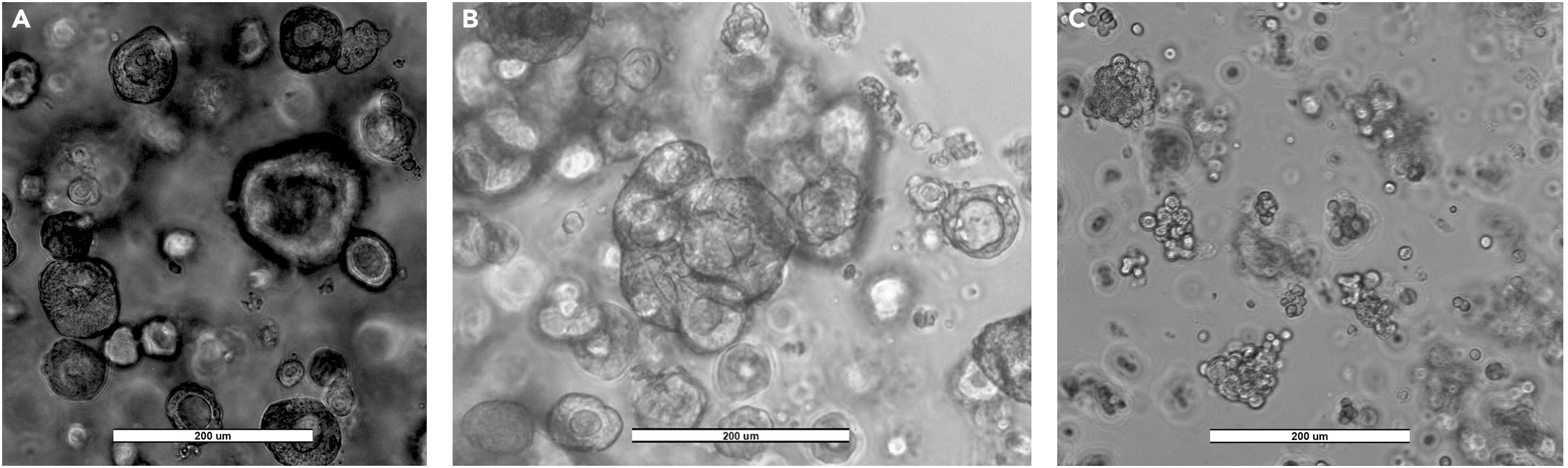 Cell Press: STAR Protocols