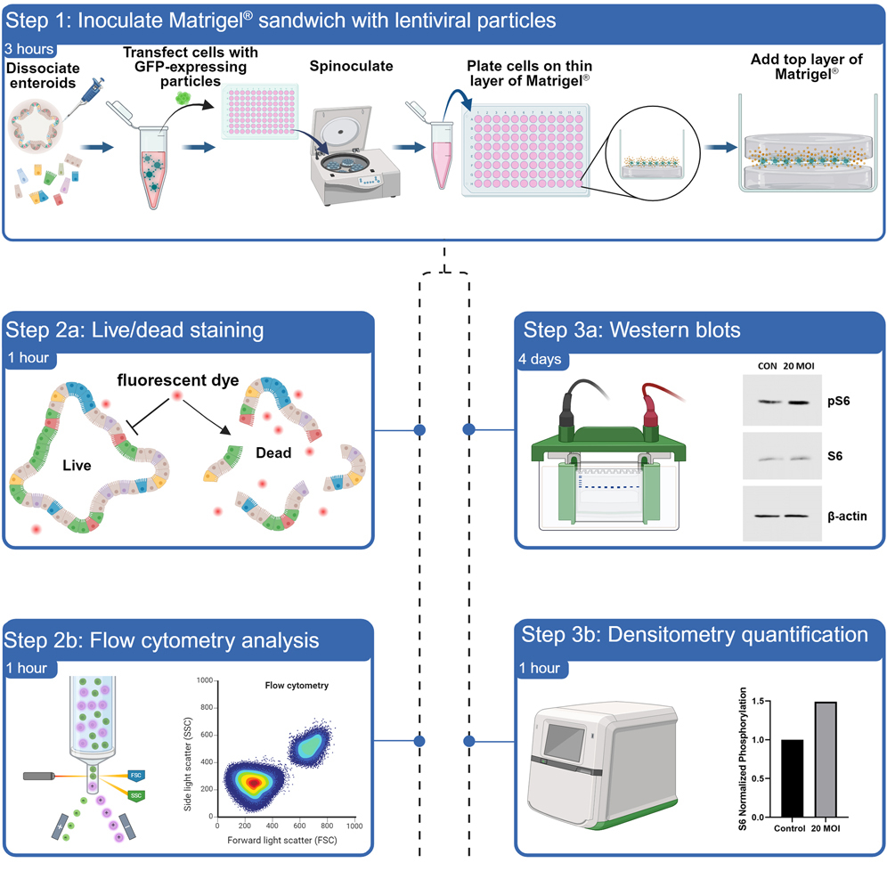 Cell Press: STAR Protocols