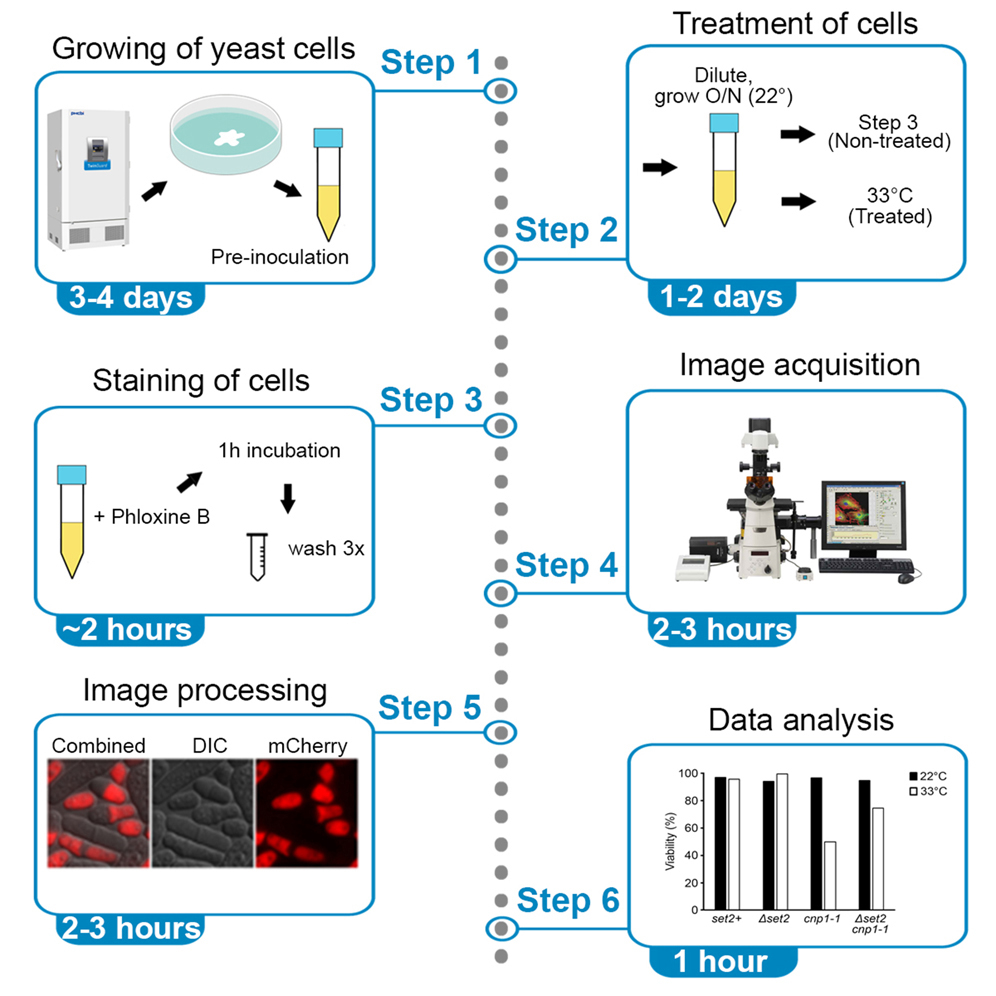 Cell Press: STAR Protocols