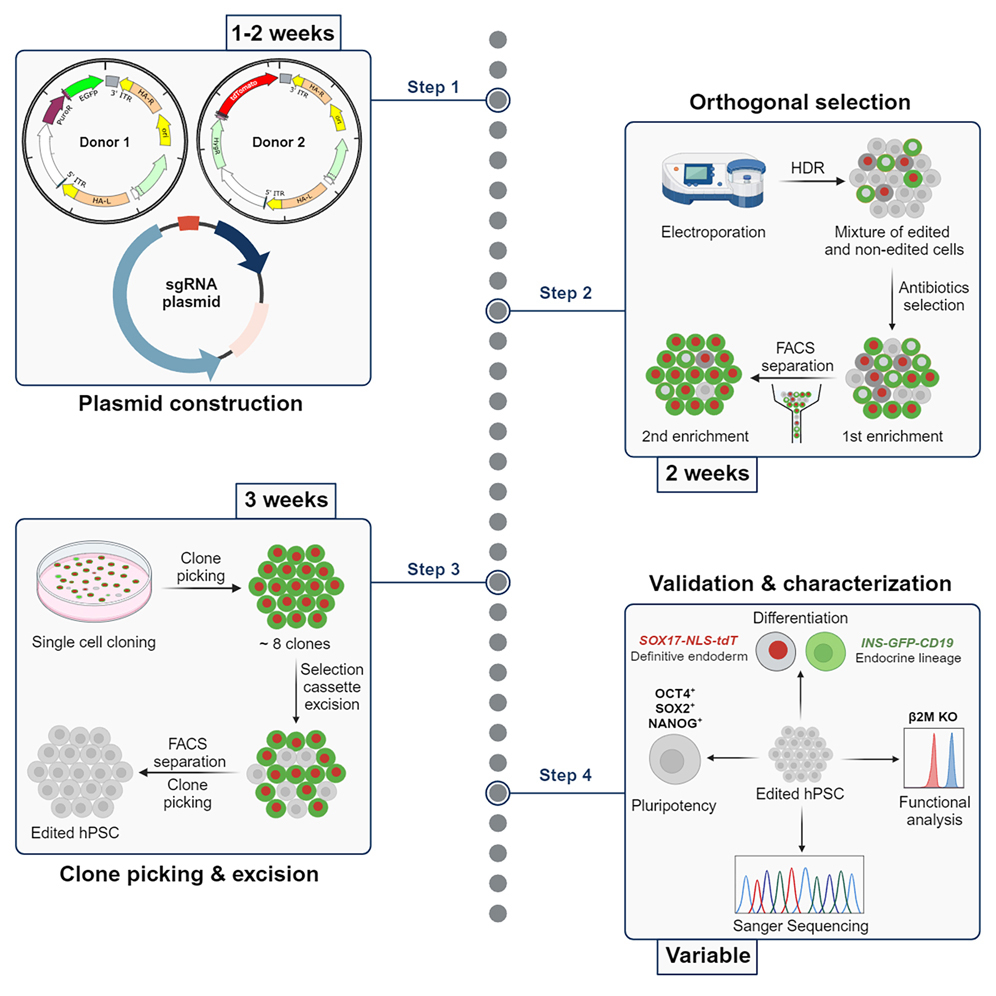 Cell Press: STAR Protocols