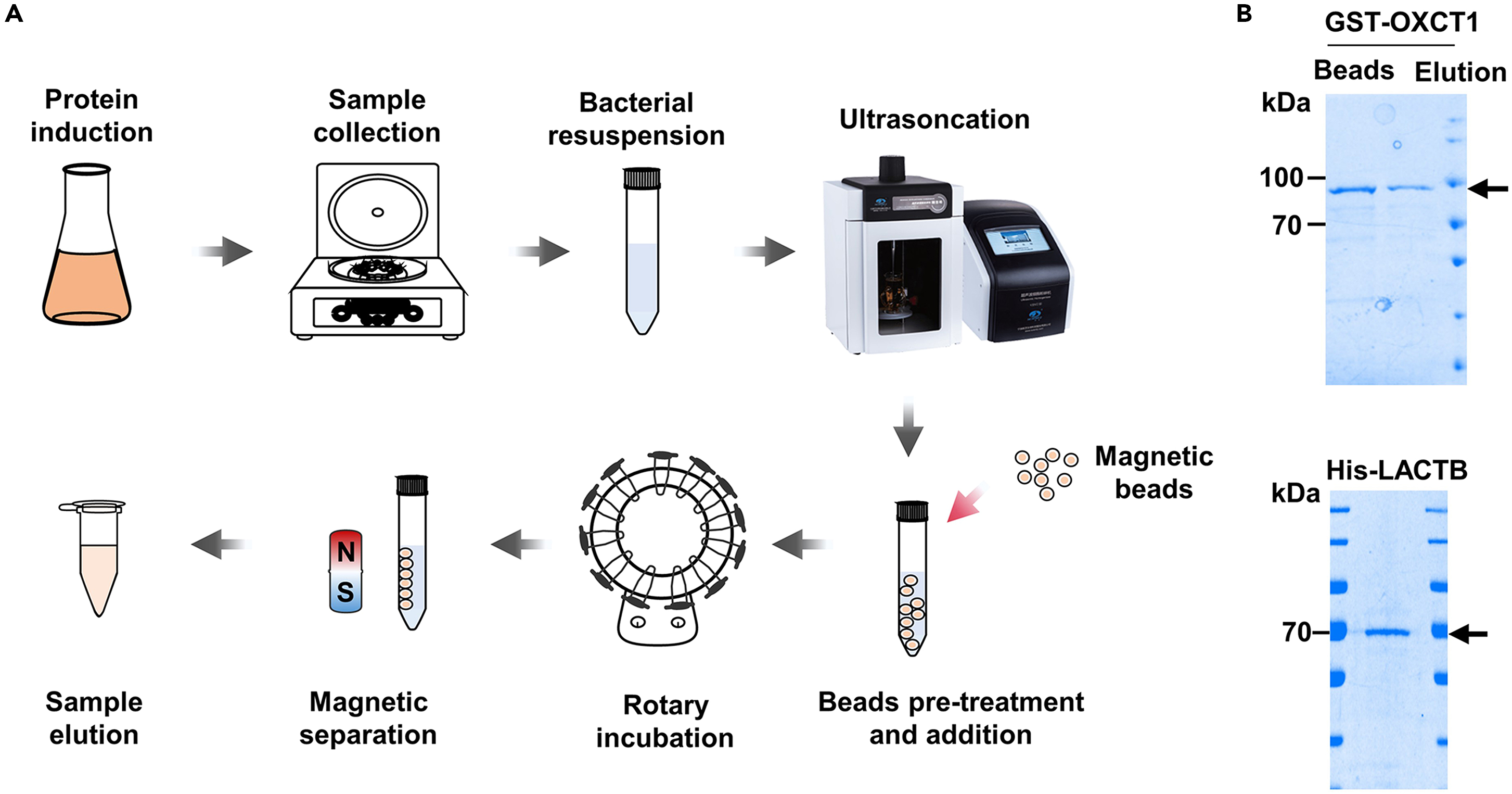 Cell Press: STAR Protocols