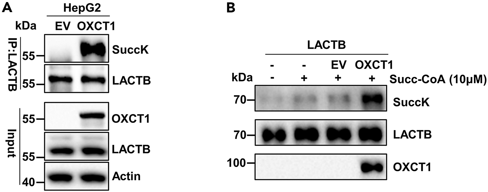 Cell Press: STAR Protocols