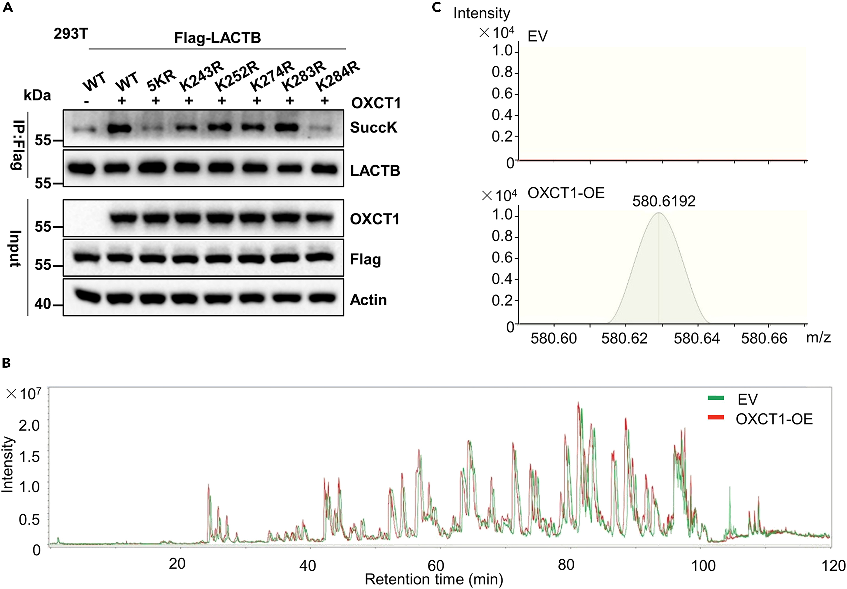 Cell Press: STAR Protocols