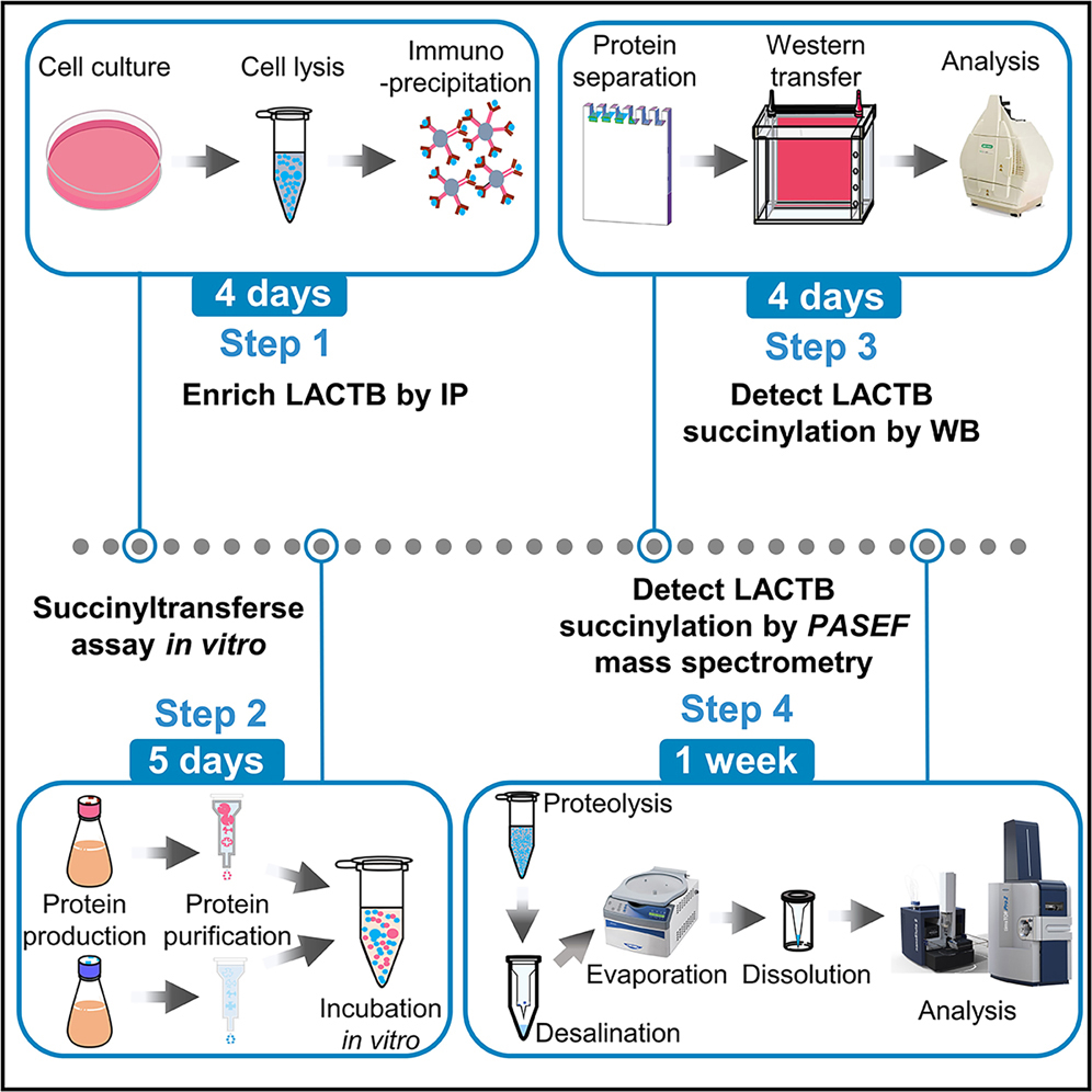 Cell Press: STAR Protocols