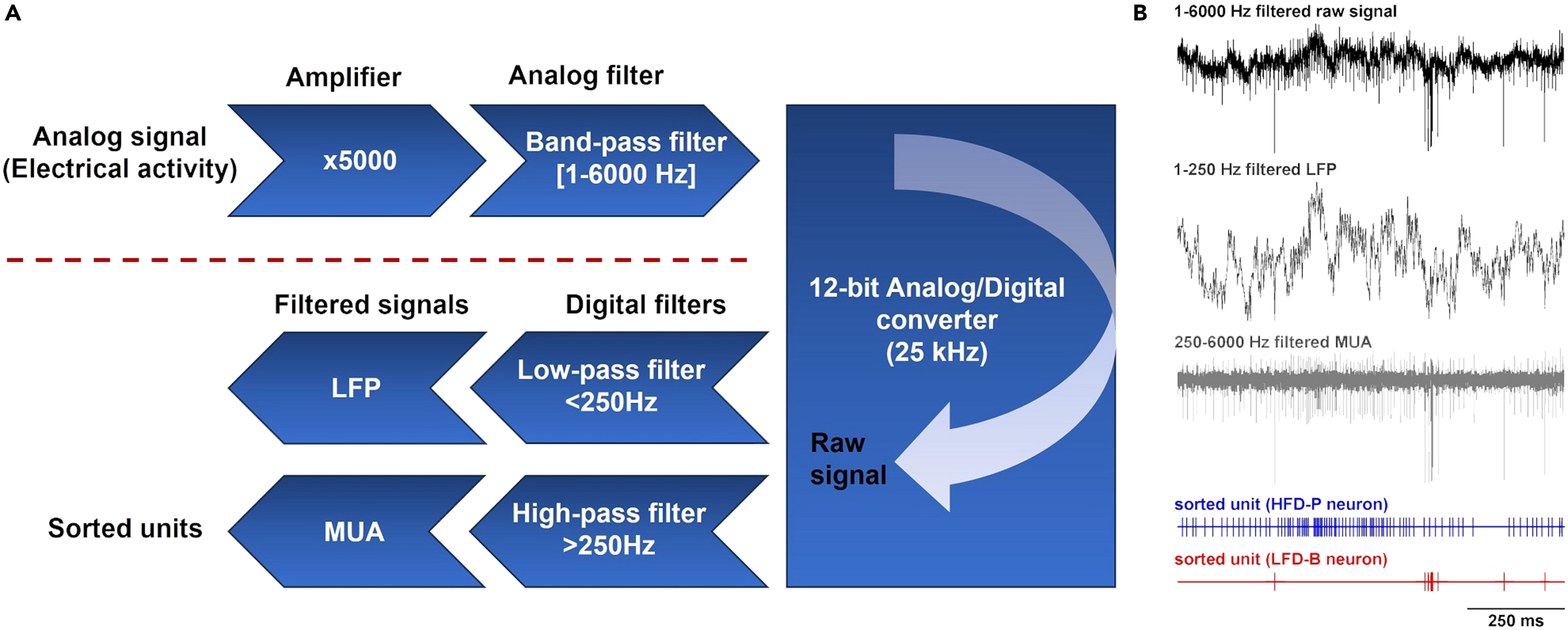 Cell Press: STAR Protocols