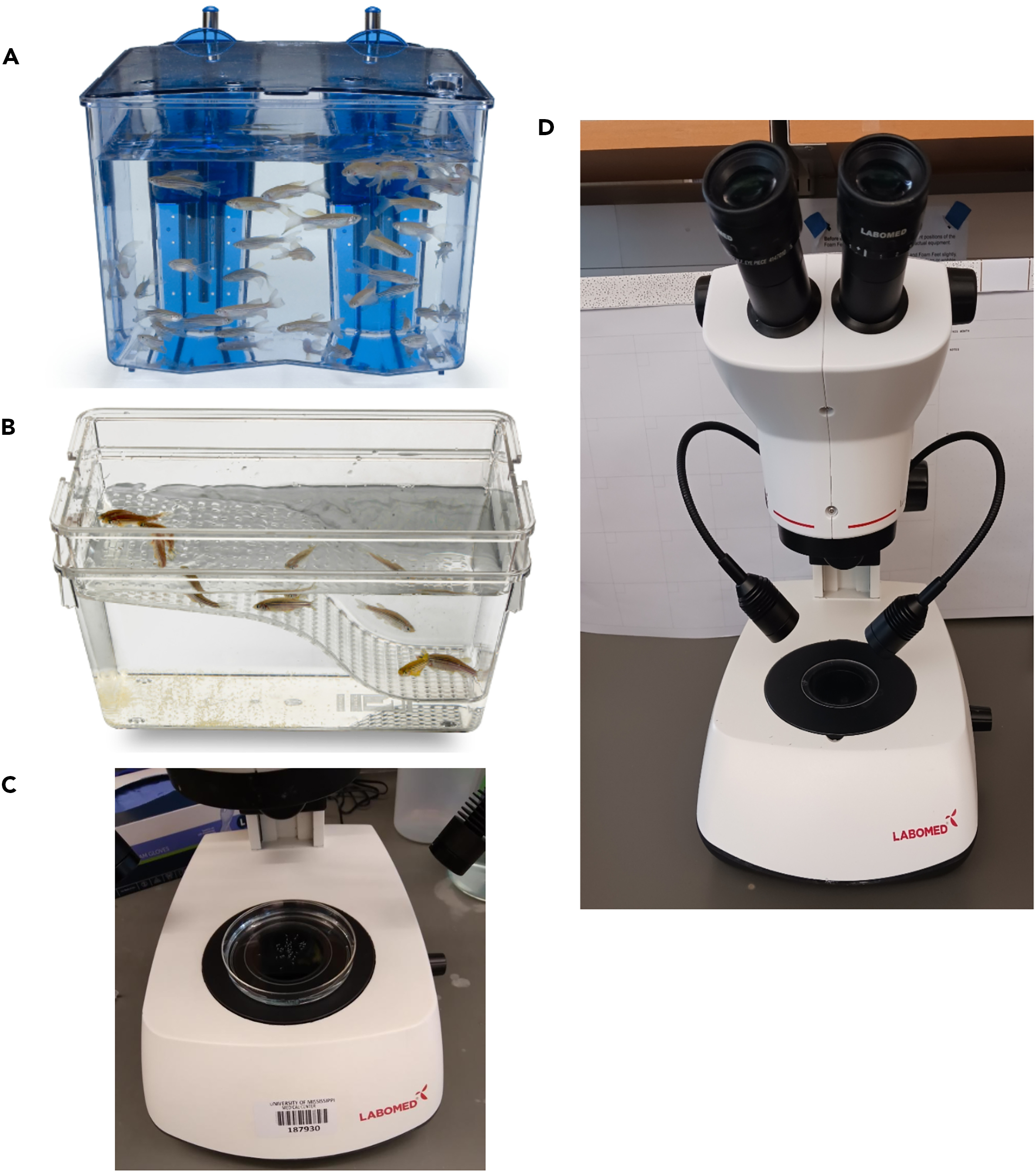 Cell Press: STAR Protocols