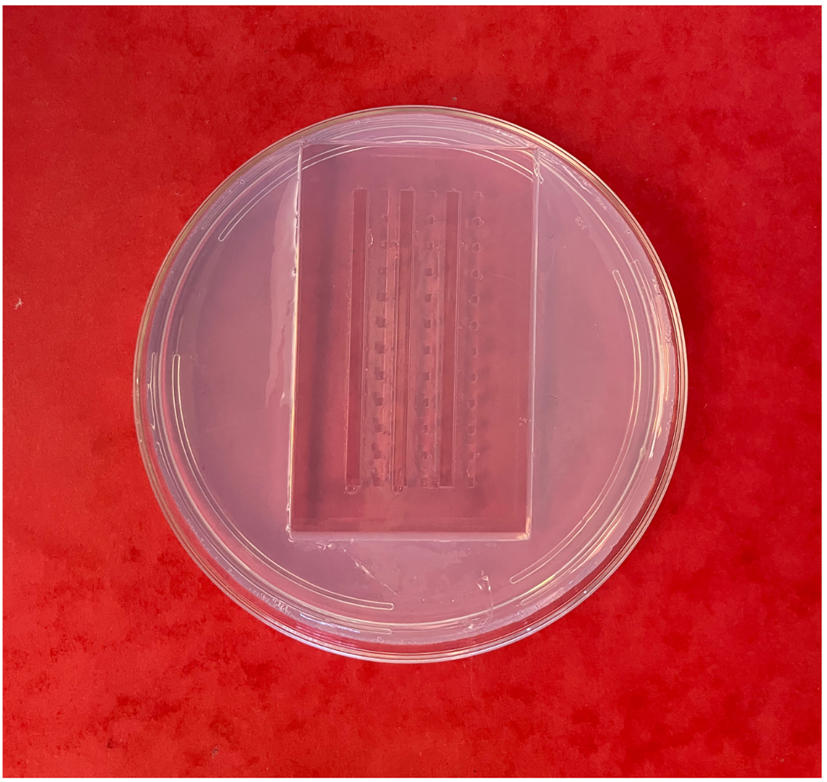 Cell Press: STAR Protocols