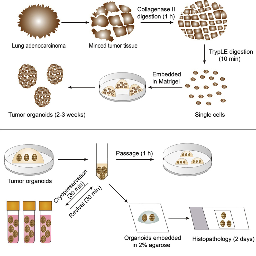 Cell Press: STAR Protocols