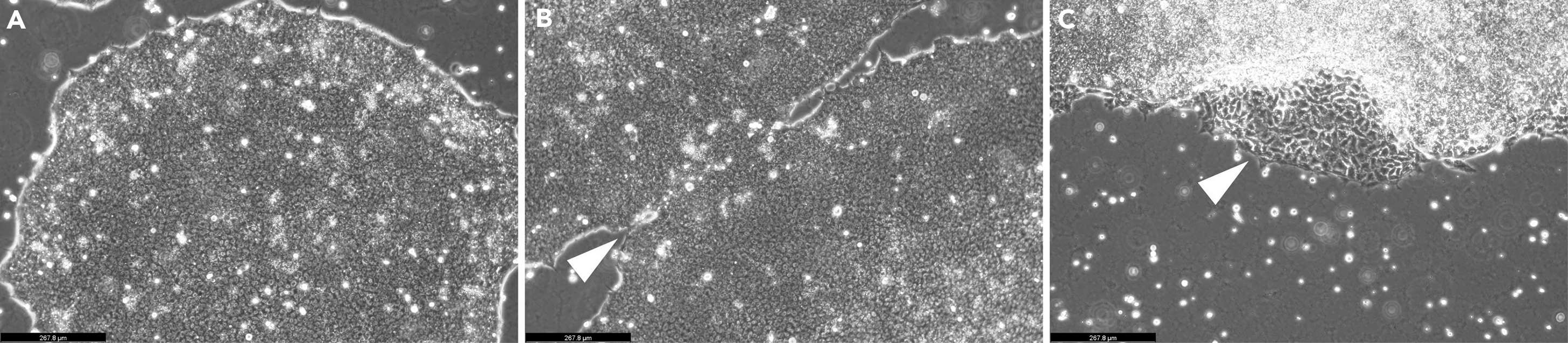 Cell Press: STAR Protocols