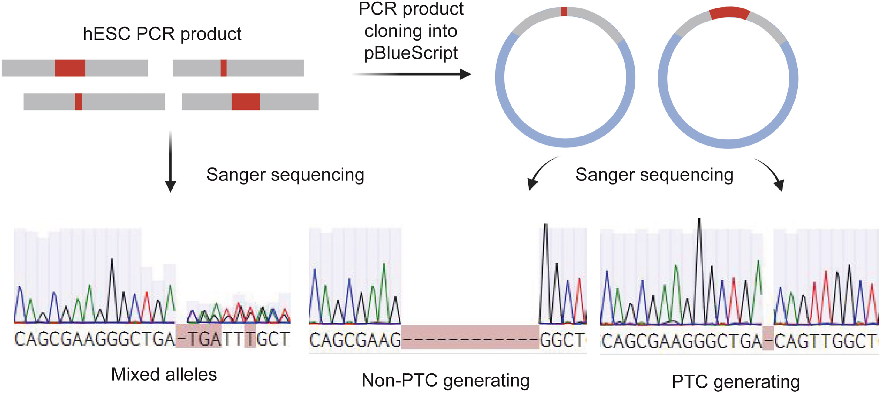 Cell Press: STAR Protocols