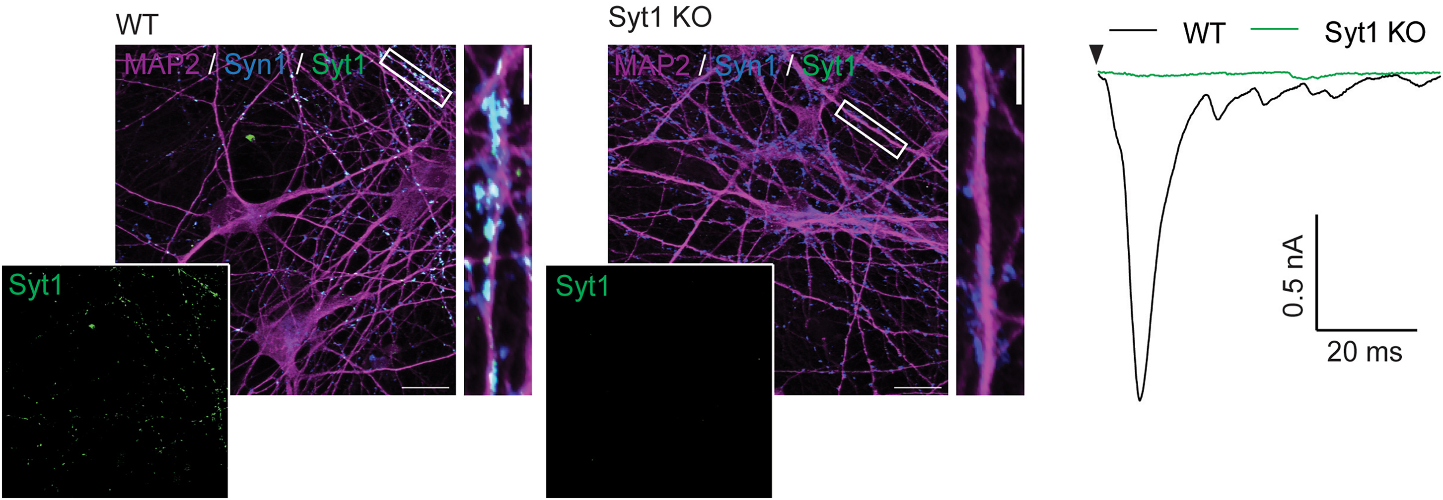 Cell Press: STAR Protocols
