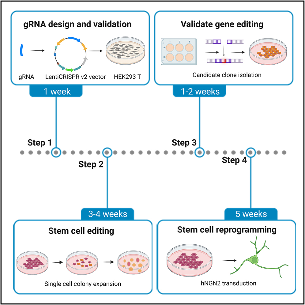 Cell Press: STAR Protocols