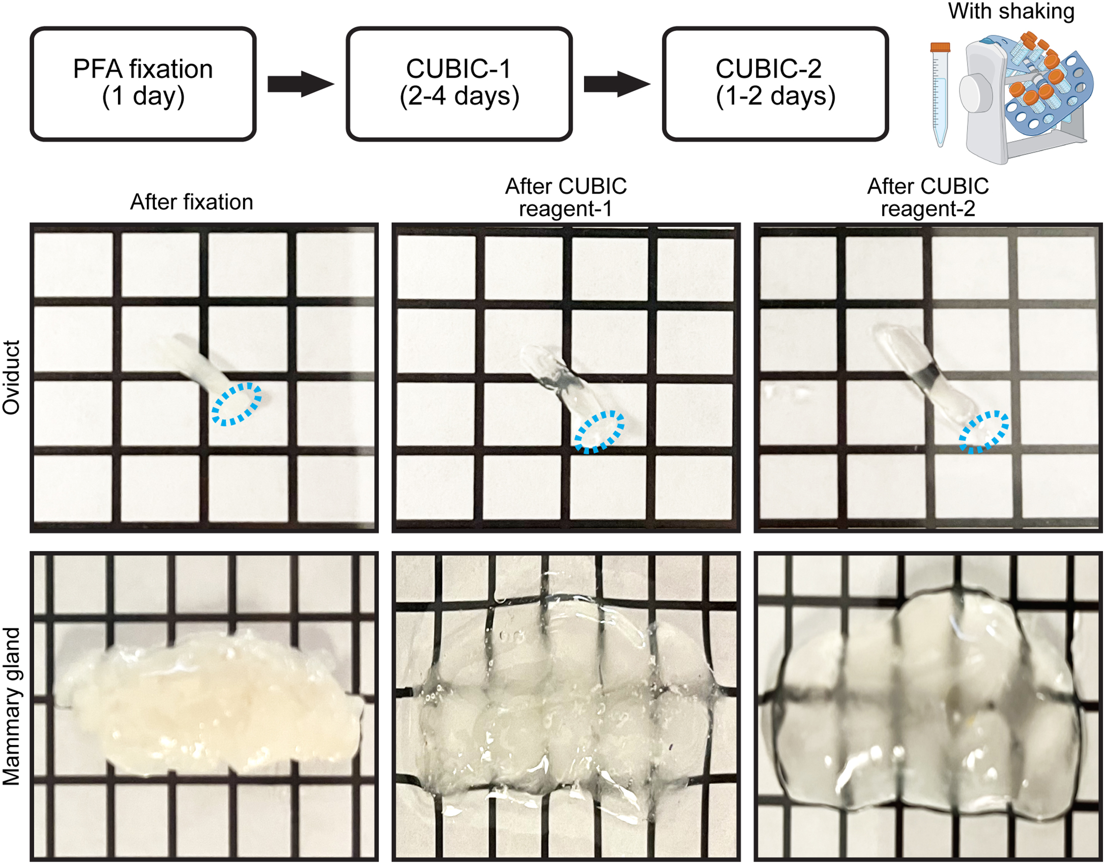 Cell Press: STAR Protocols