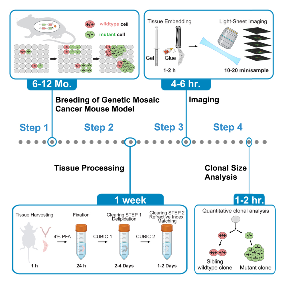 Cell Press: STAR Protocols