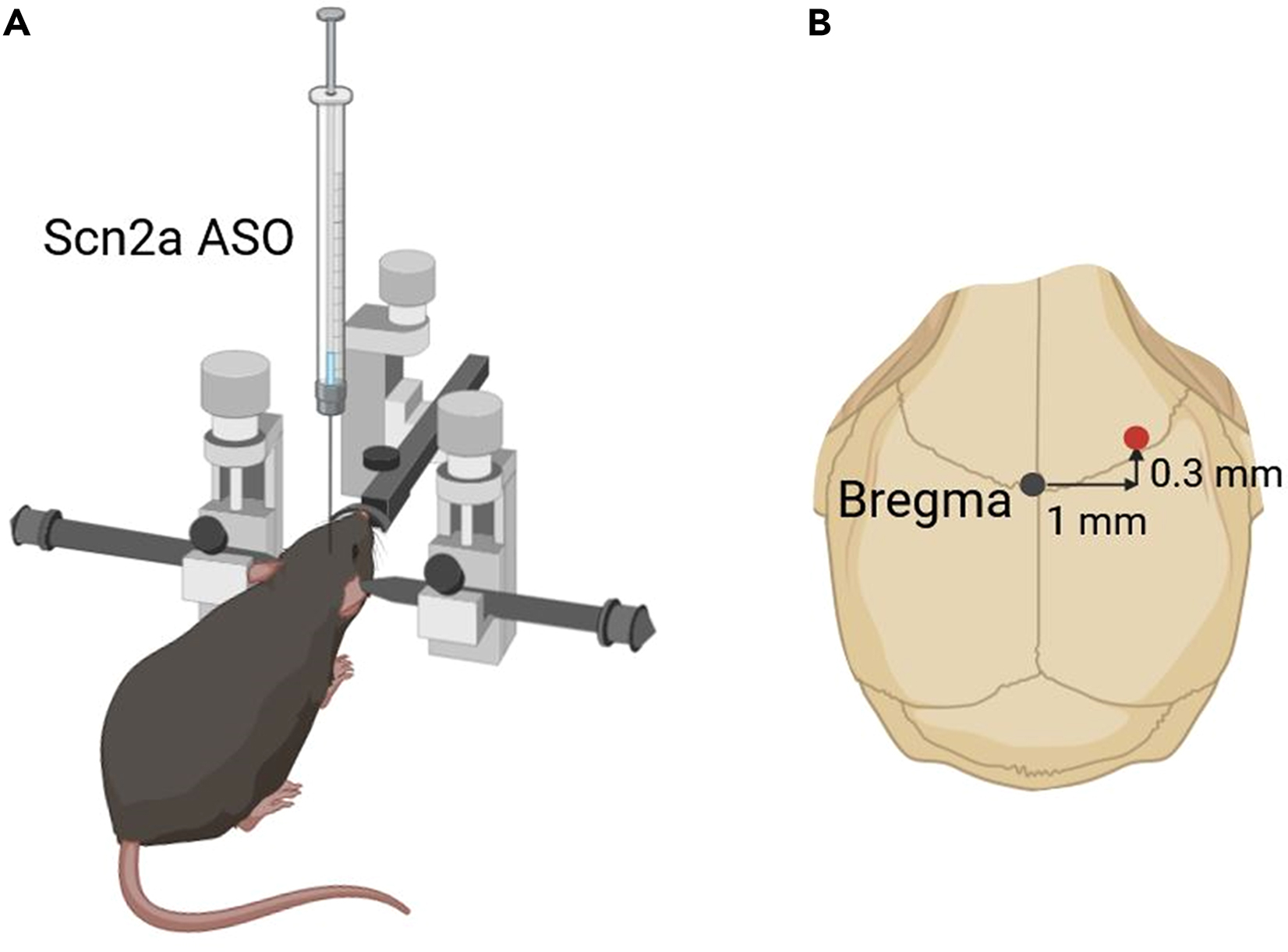 Cell Press: STAR Protocols