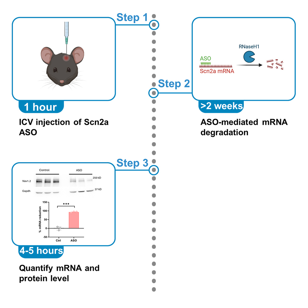 Cell Press: STAR Protocols