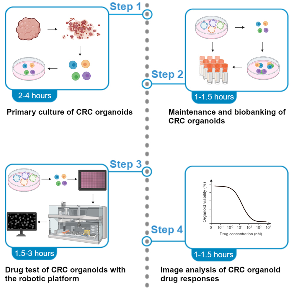 Cell Press: STAR Protocols