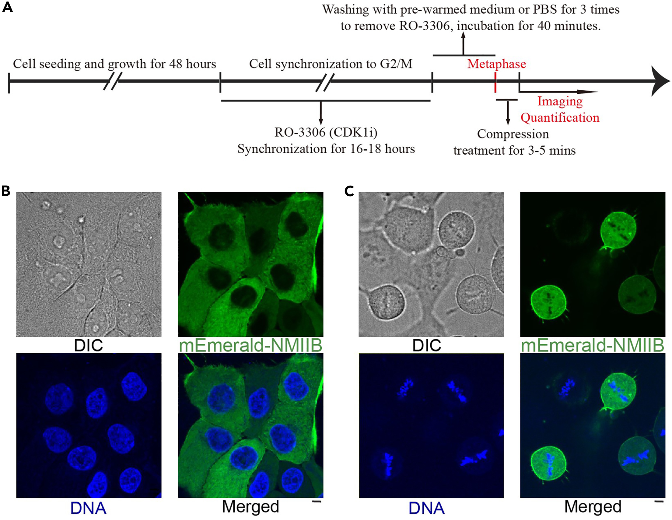 Cell Press: STAR Protocols